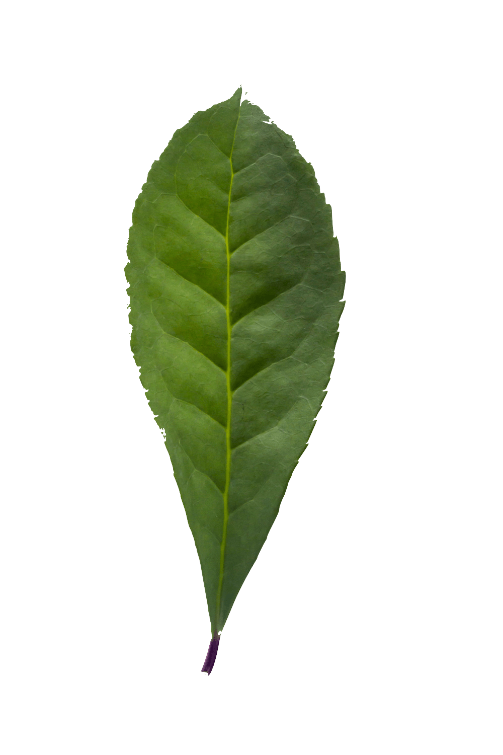 El Sultán – Yerba Mate y Productos Naturales